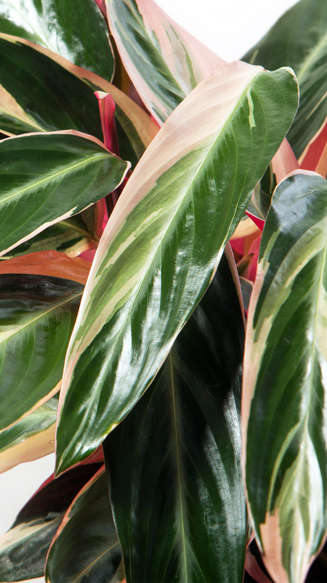 Flower Shop Floraison | Calathea triostar in magenta pot